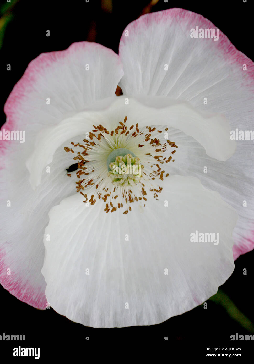 Shot black white poppy hi-res stock photography and images - Alamy
