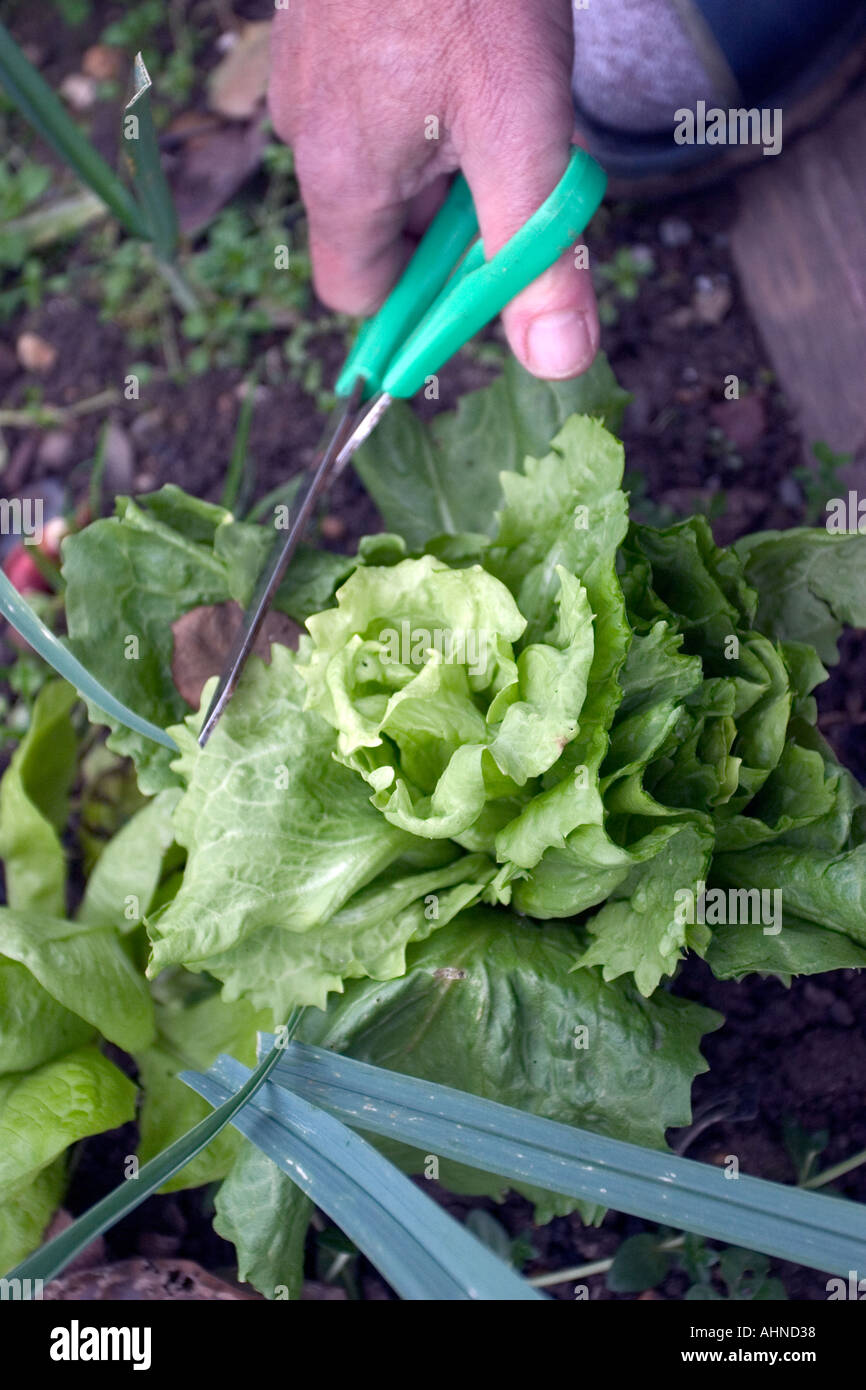 hand cutting lettuce with scissors Stock Photo - Alamy
