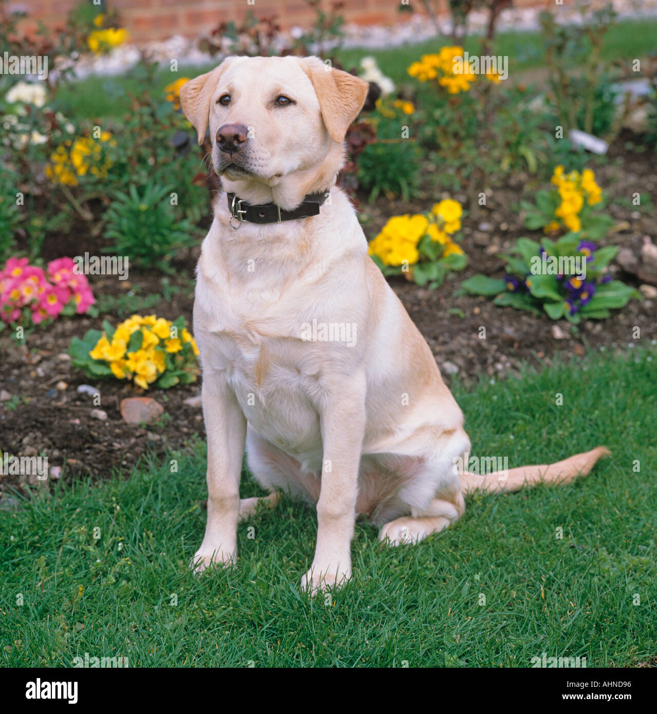 Newfoundland garden hi-res stock photography and images - Alamy