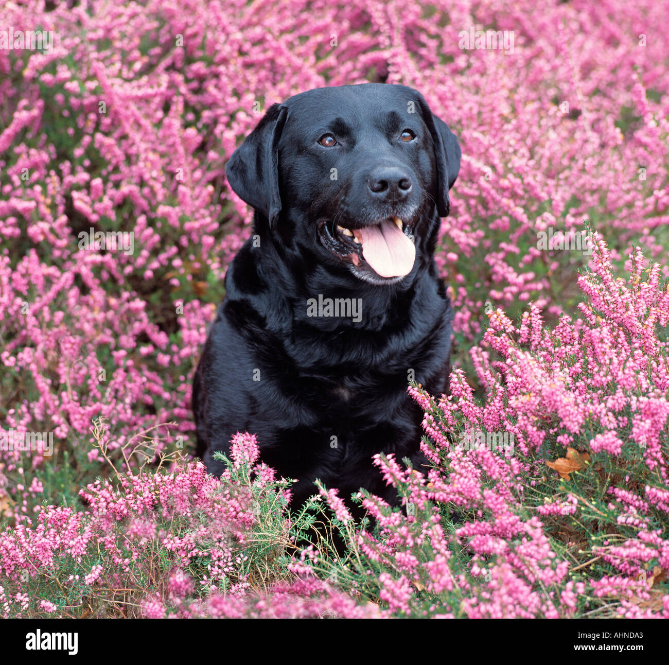 Black Labrador in Heather Scotland August Stock Photo - Alamy
