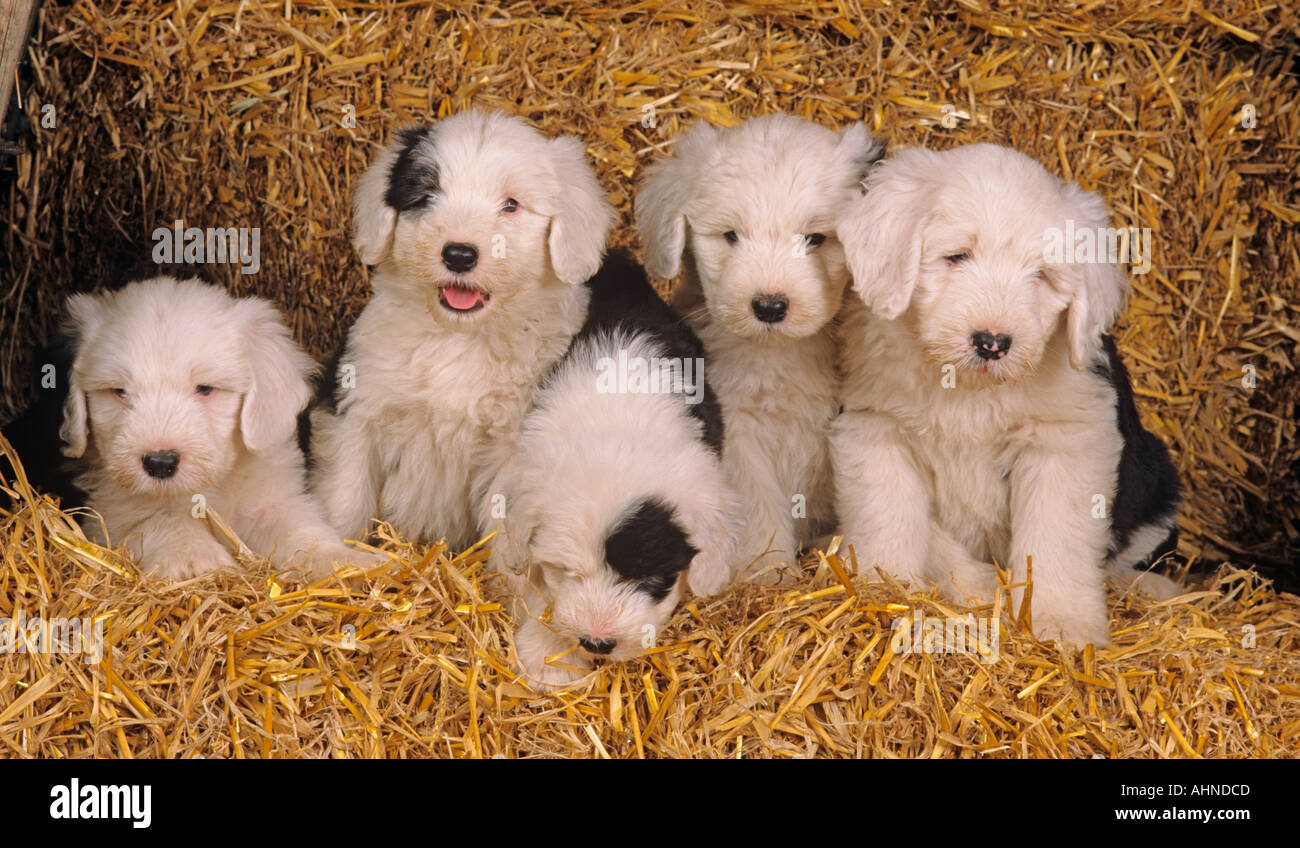 Black and white puppies hi-res stock photography and images - Alamy