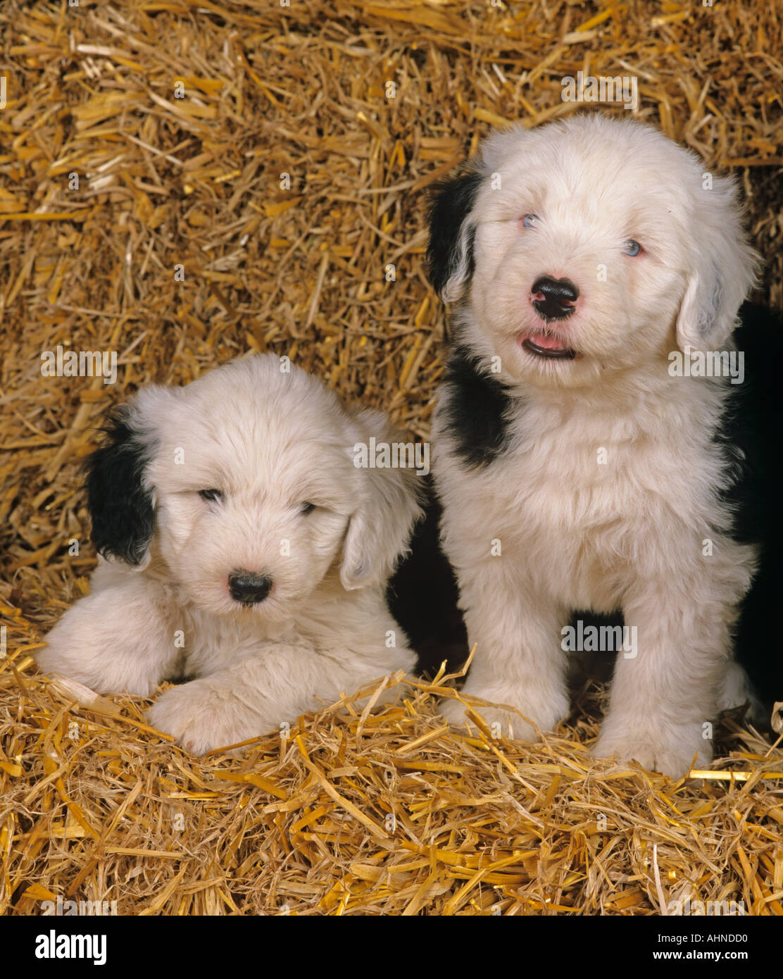 Group laying together hi-res stock photography and images - Alamy