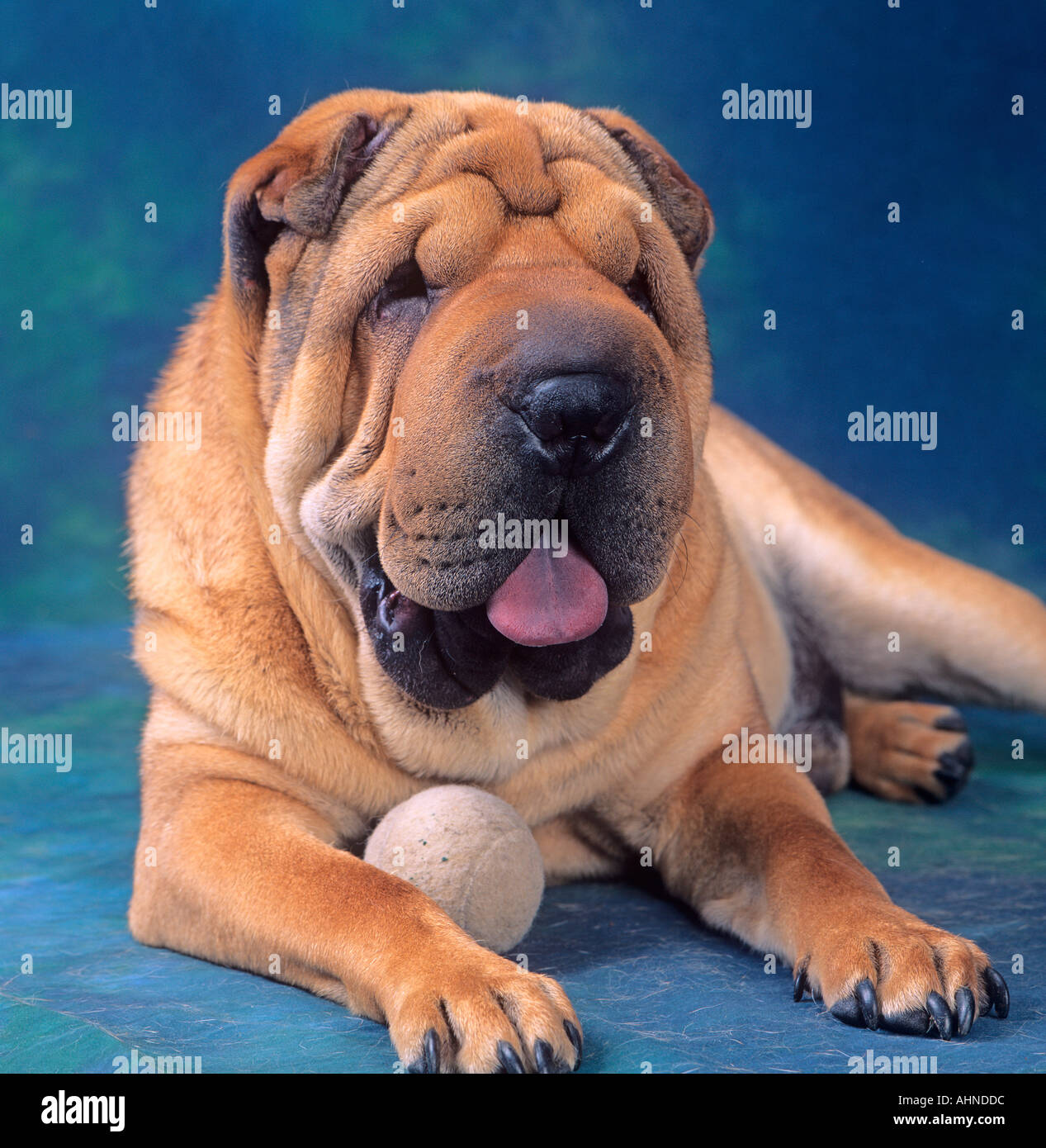 Chinese Sharpi Dog Stock Photo - Alamy