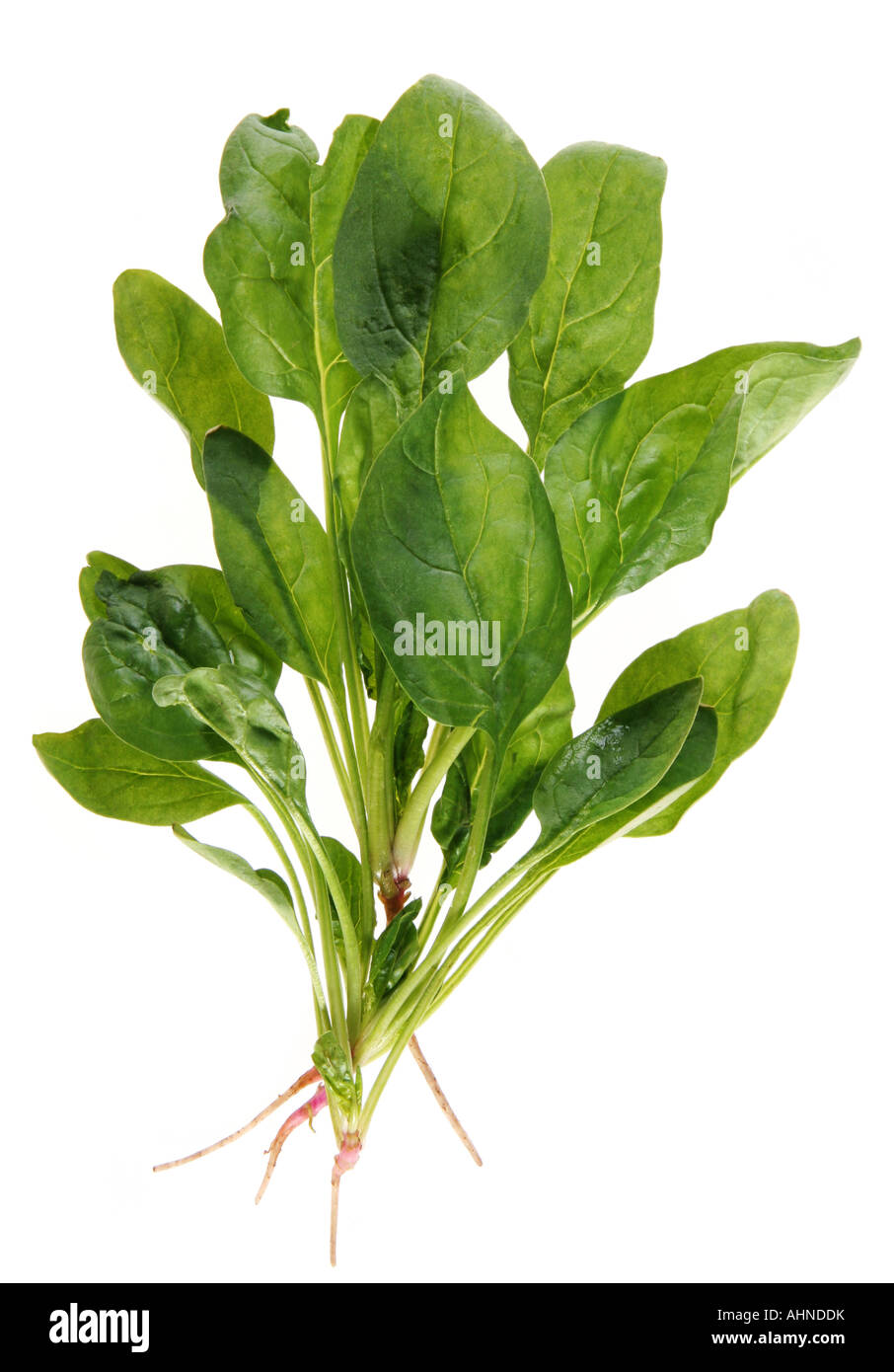 Spinach with root isolated on white background Stock Photo - Alamy