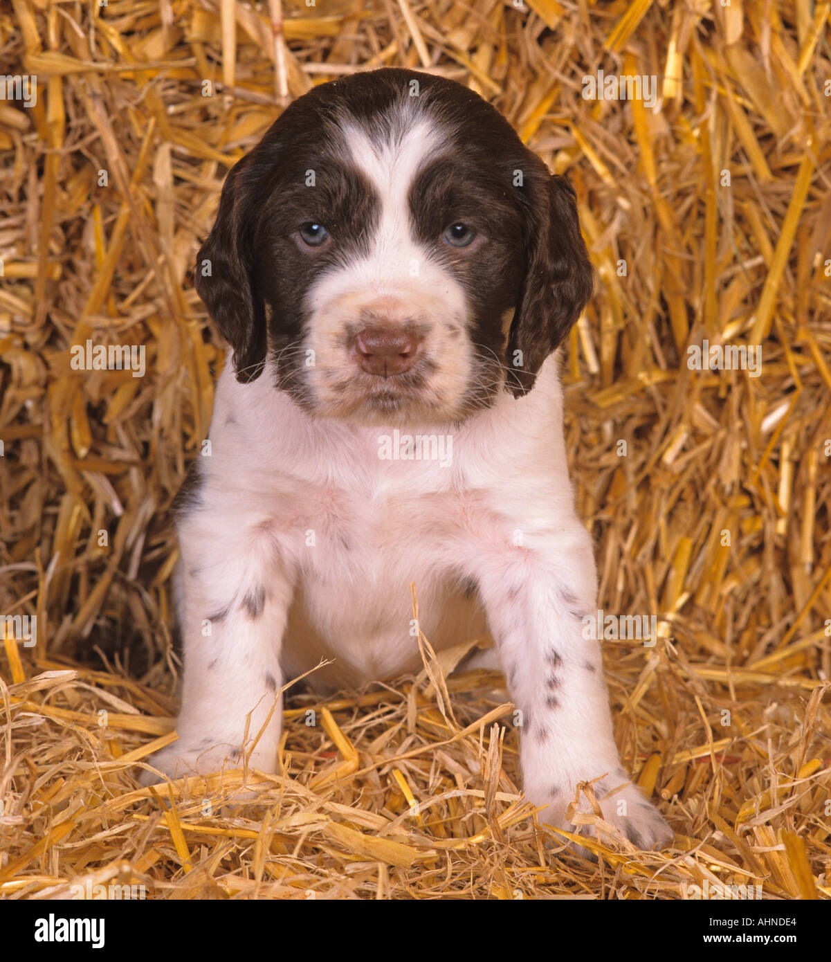 English Springer Spaniel Puppy Liver White Variety Stock Photo - Alamy