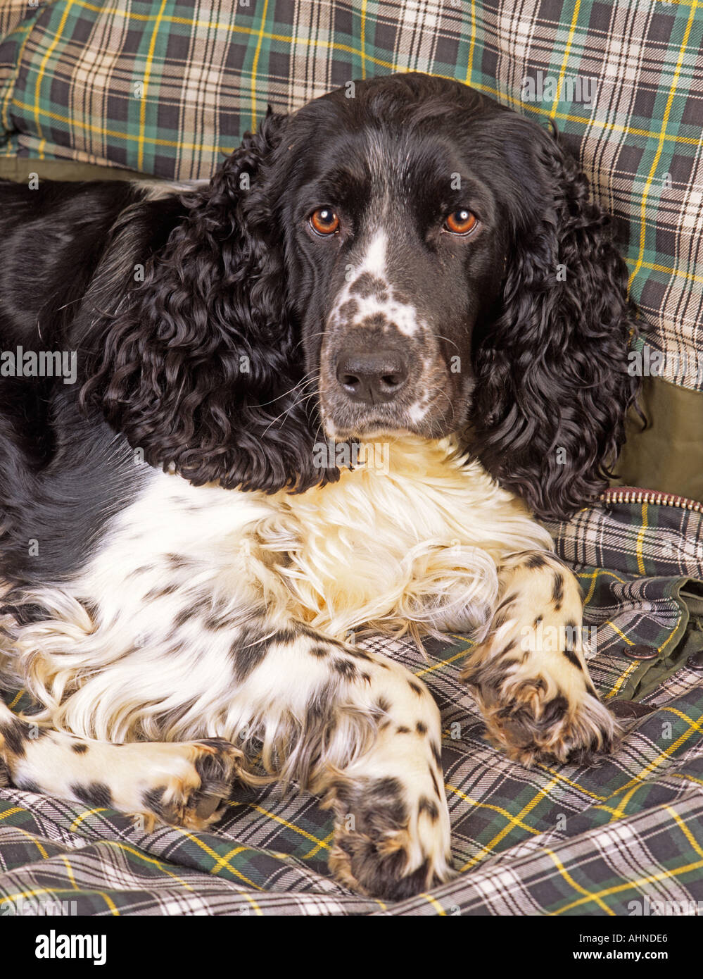 English Springer Spaniel Black White Variety Stock Photo - Alamy