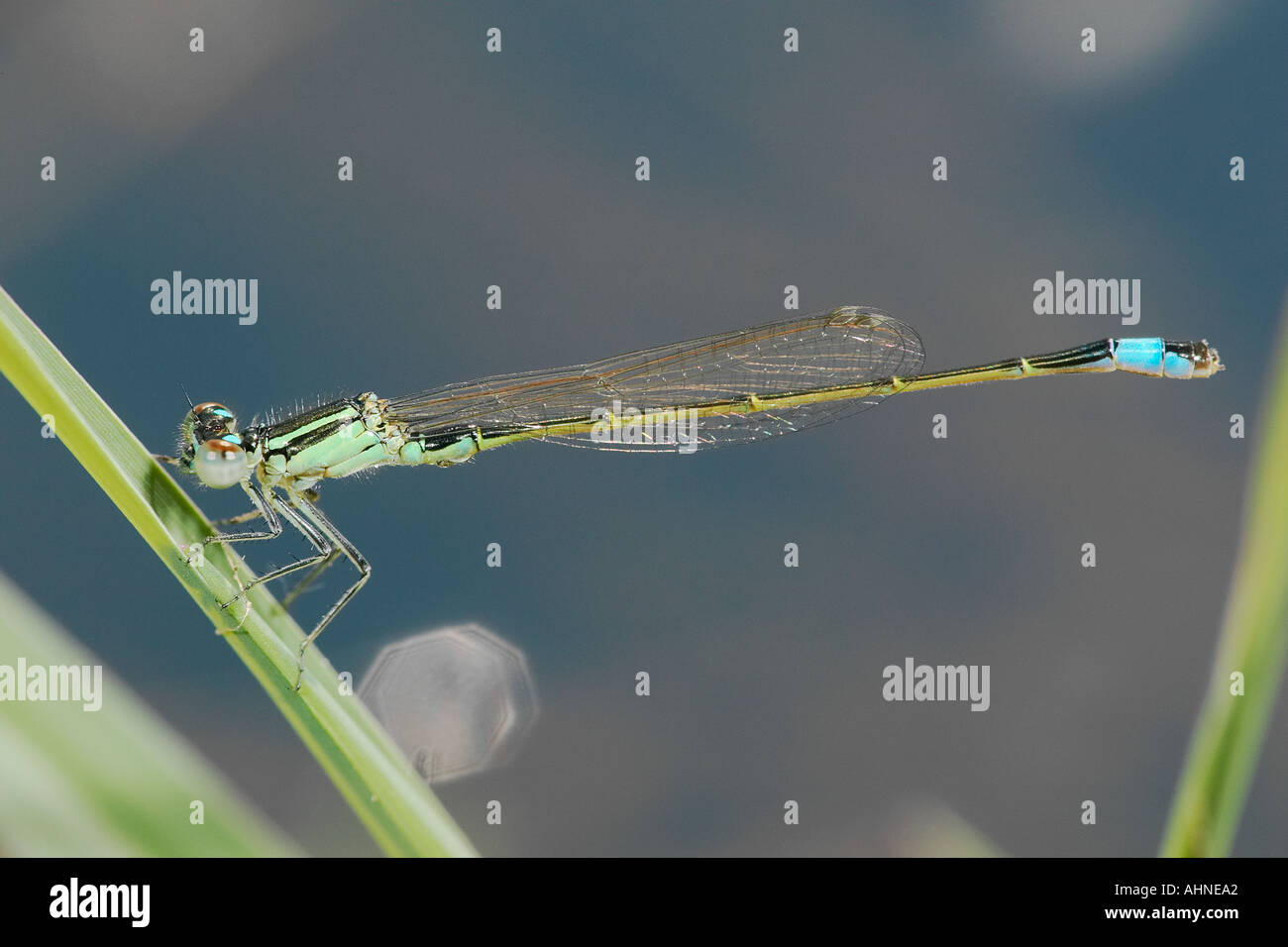 Myflies hi-res stock photography and images - Alamy
