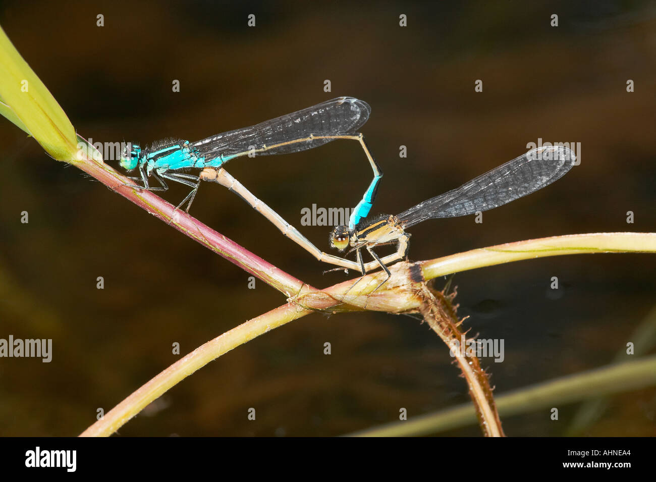 Myflies hi-res stock photography and images - Alamy