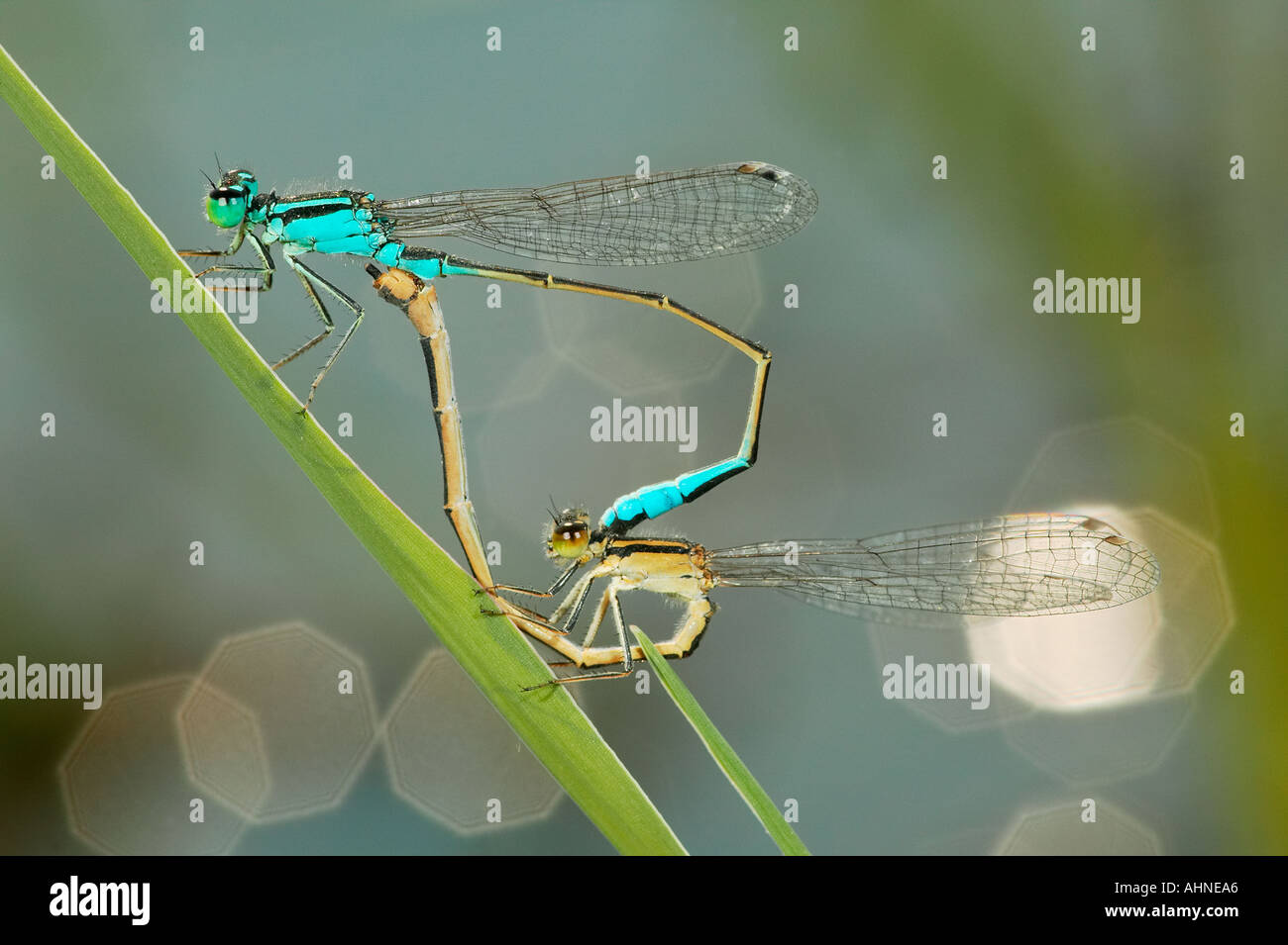 Myflies hi-res stock photography and images - Alamy