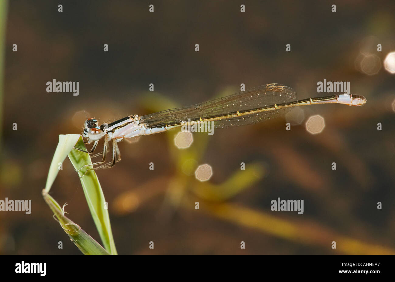 Myflies hi-res stock photography and images - Alamy