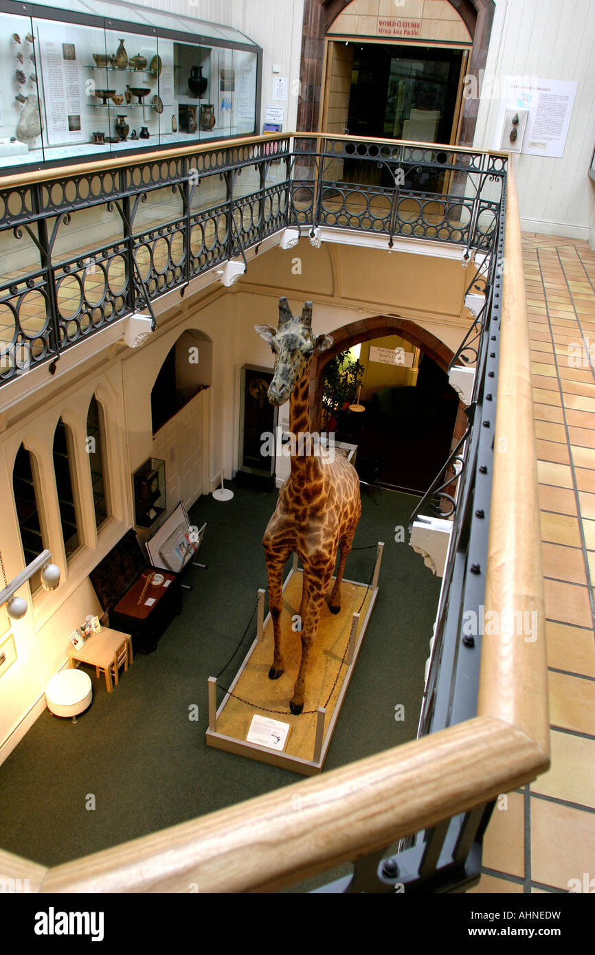 UK Devon Exeter Victoria and Albert Museum Gerald the giraffe Stock ...