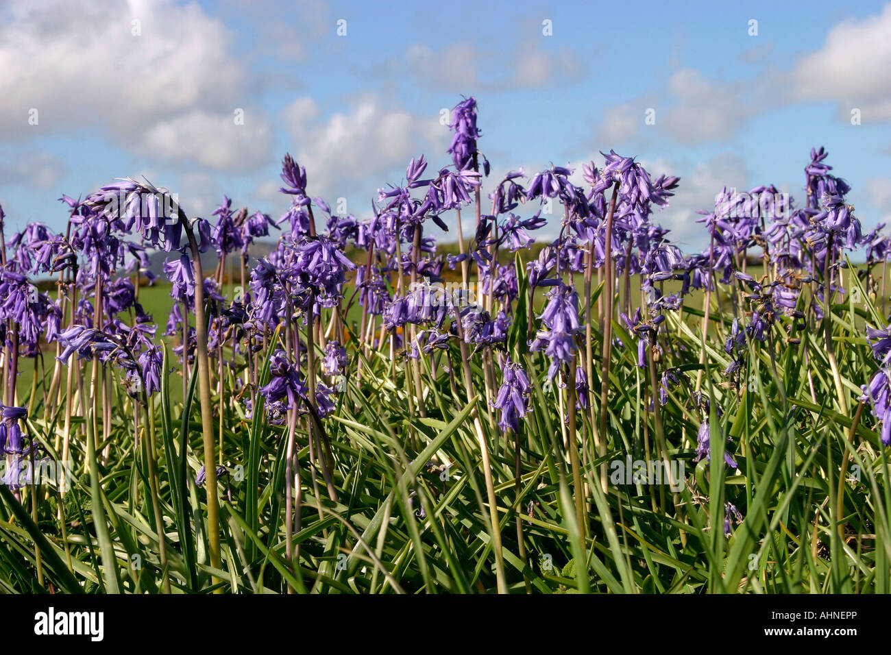 Wales Gwynedd Efail Saithbont bluebells Stock Photo - Alamy