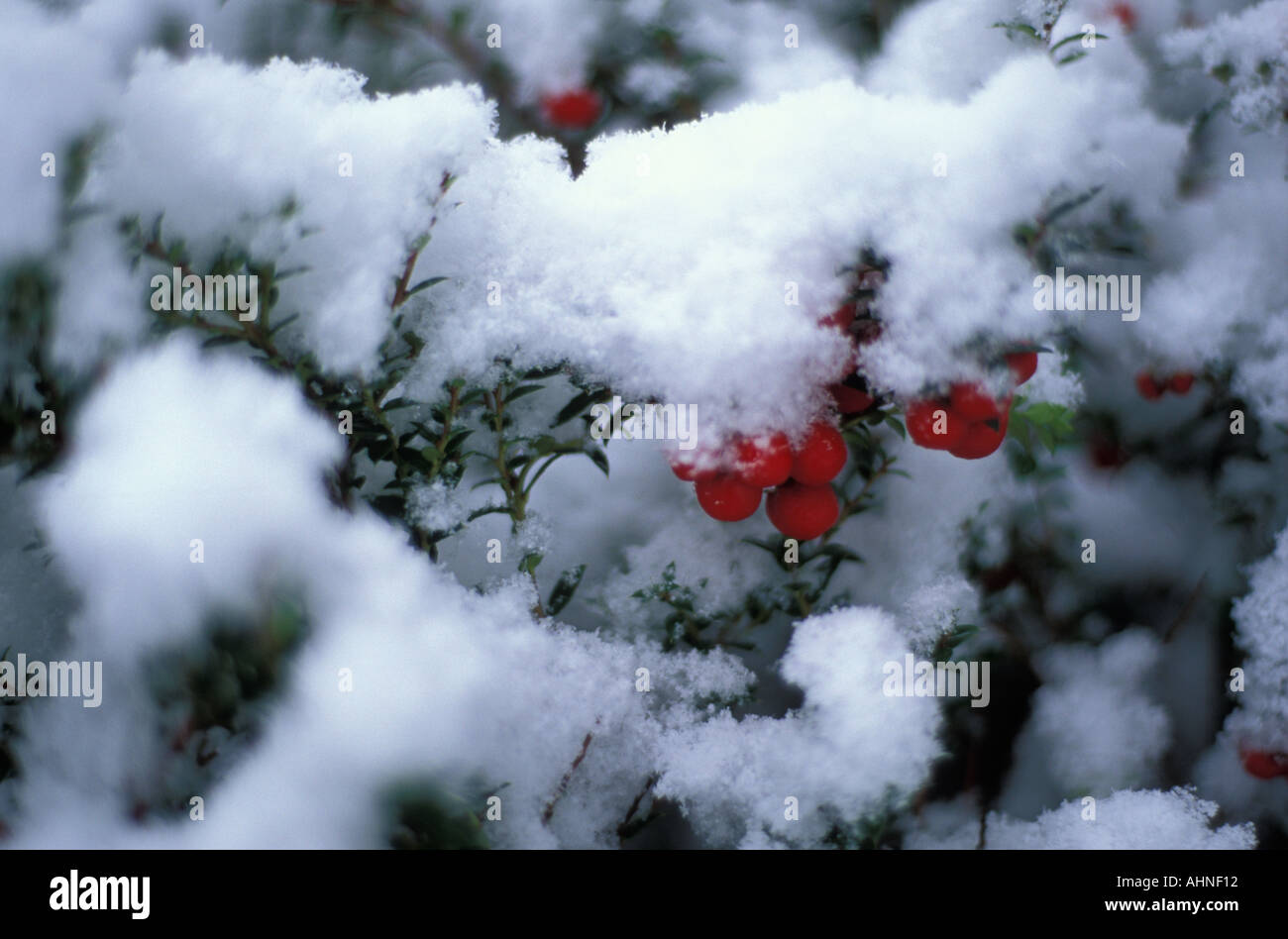 Berries growing wild in the countryside hi-res stock photography and ...