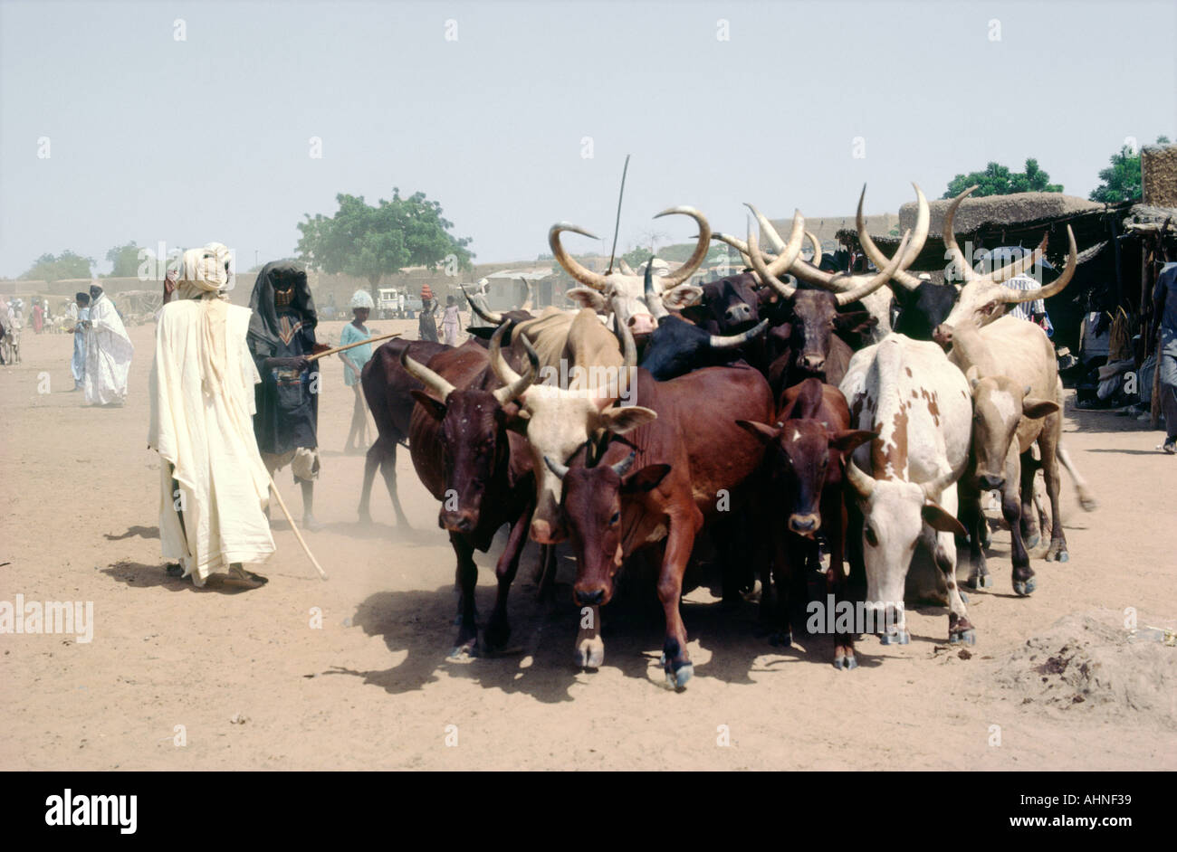 Tuareg tribesmen herders with Zebu cattle in market town of Ayorou in ...