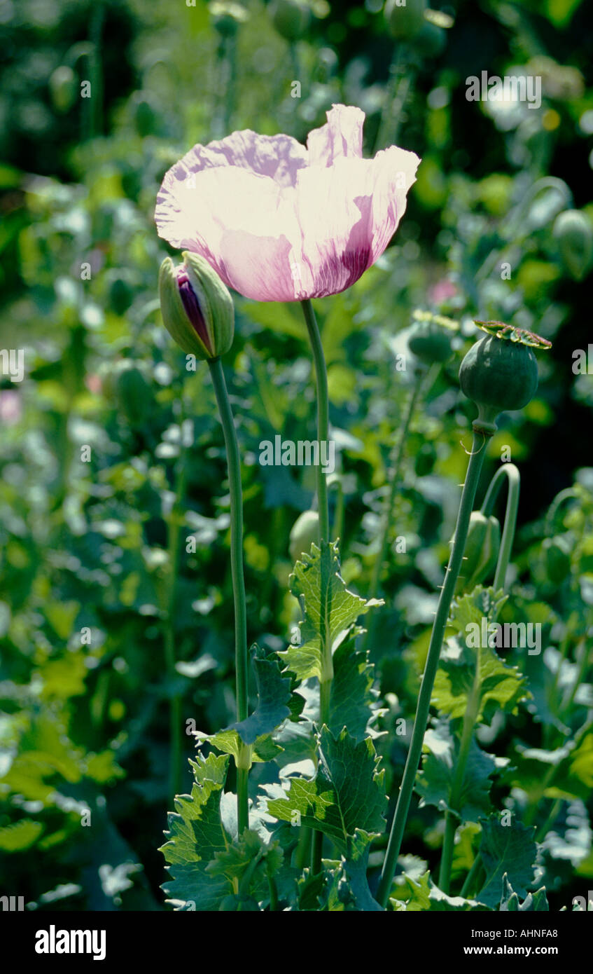 Poppy leaves hi-res stock photography and images - Alamy