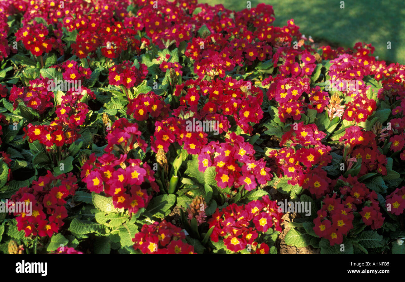 Primula crescendo red hi-res stock photography and images - Alamy
