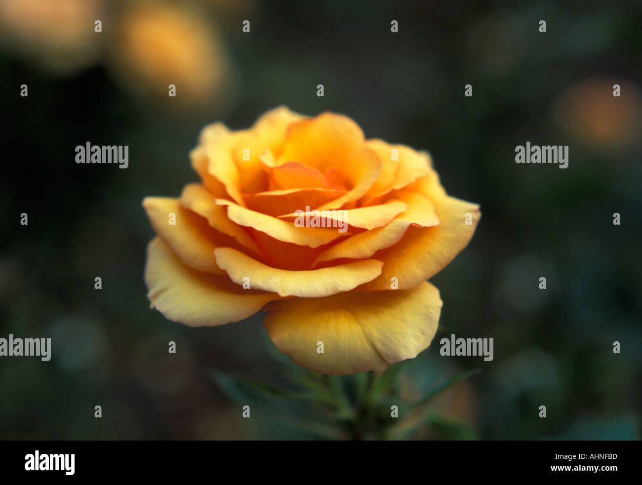 Rosa Ann Harkness Stock Photo - Alamy