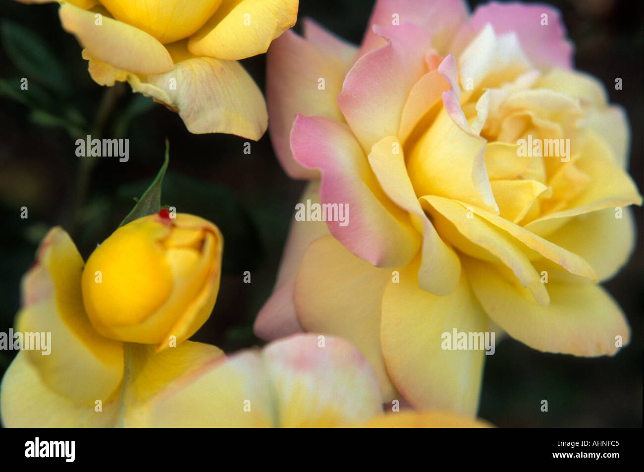 Peace pink rose rosa hi-res stock photography and images - Alamy