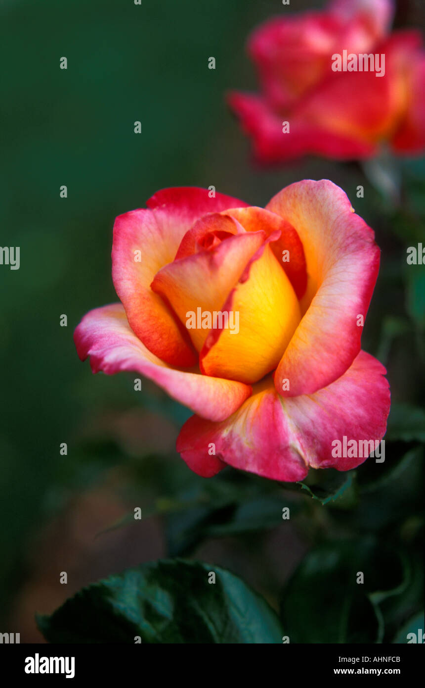 Rosa Royal Romance Stock Photo - Alamy