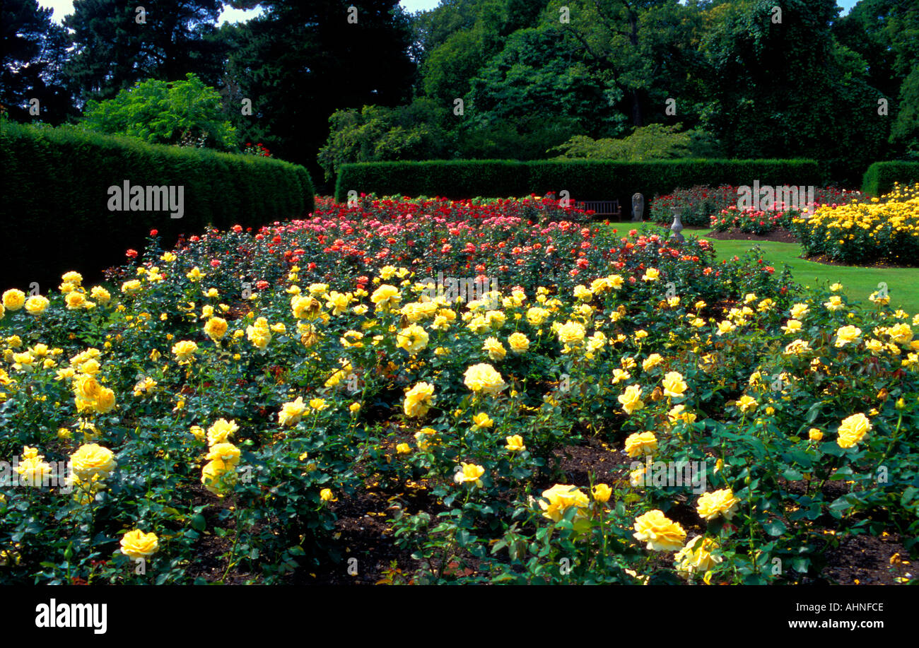 Rose Tivoli in forgeround Stock Photo - Alamy