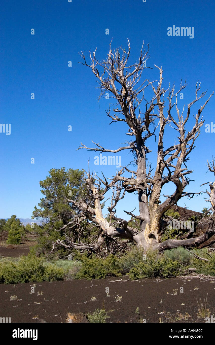 Old dead tree at Craters of The Moon National Monument in Idaho Stock ...