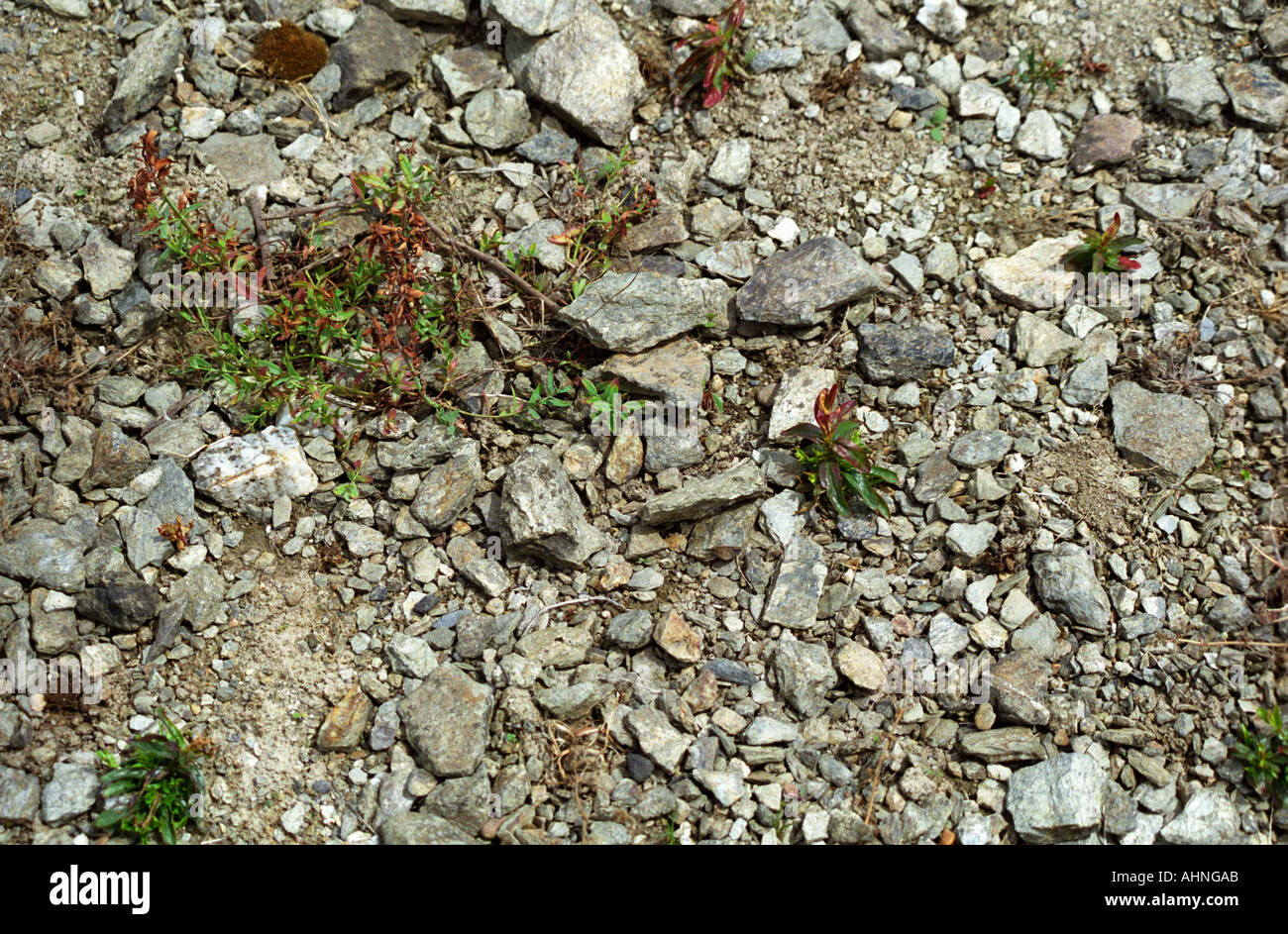 Detail of the schist slate schistose and gravelly soil in the vineyard ...