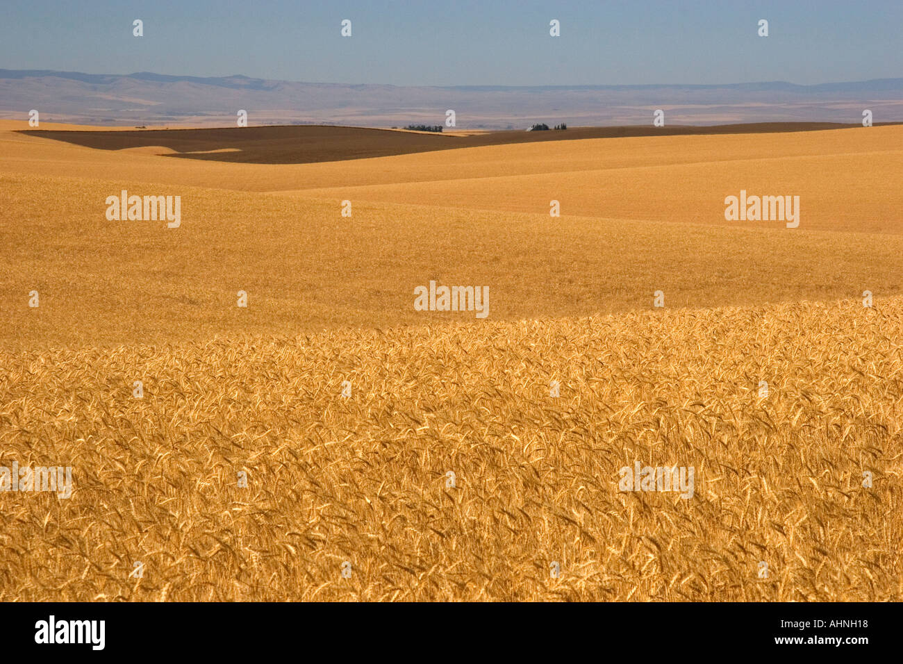 Wheat farm near pendleton oregon hi-res stock photography and images ...