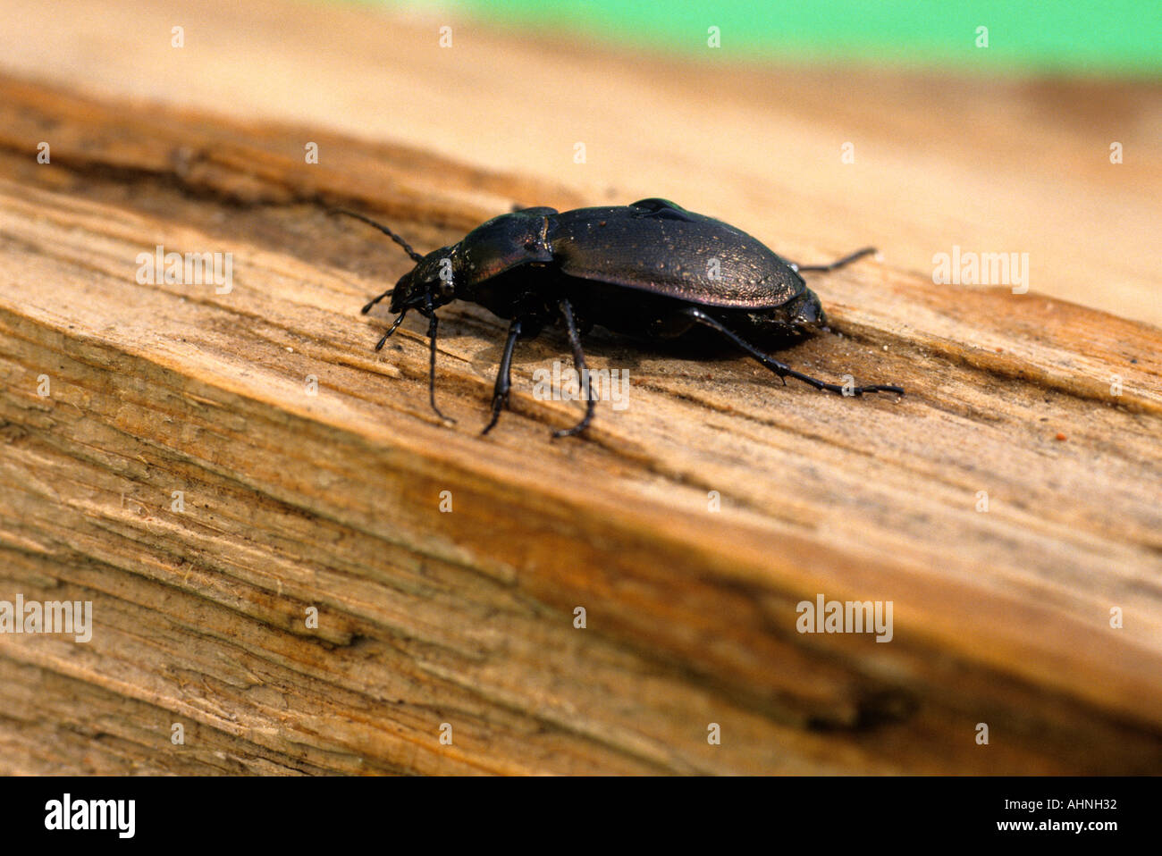 Godmani hi-res stock photography and images - Alamy