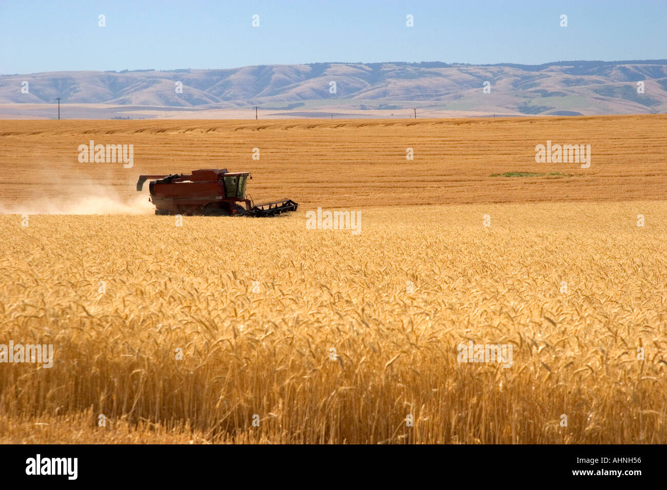 Wheat harvest near Pendleton Oregon Stock Photo - Alamy
