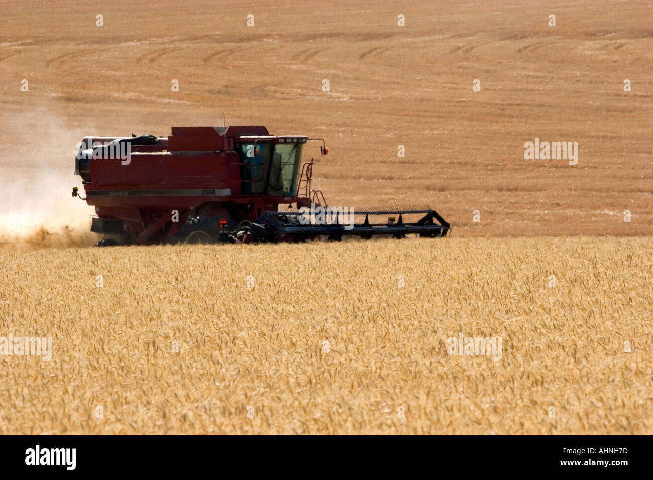 Wheat harvest near Pendleton Oregon Stock Photo - Alamy
