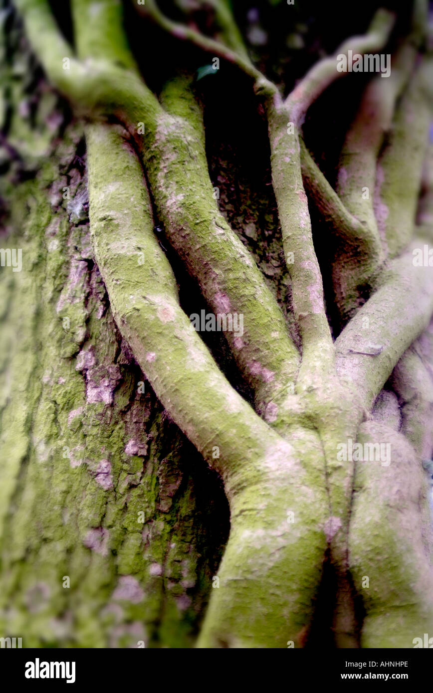 Twisted trees norfolk hi-res stock photography and images - Alamy