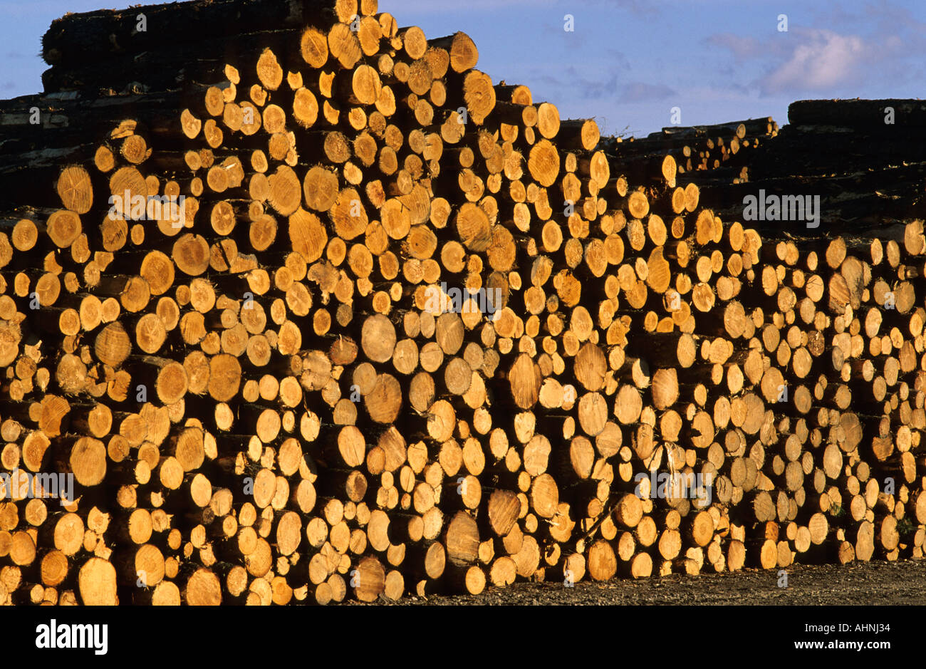 Pulp logs in upper Michigan Stock Photo - Alamy