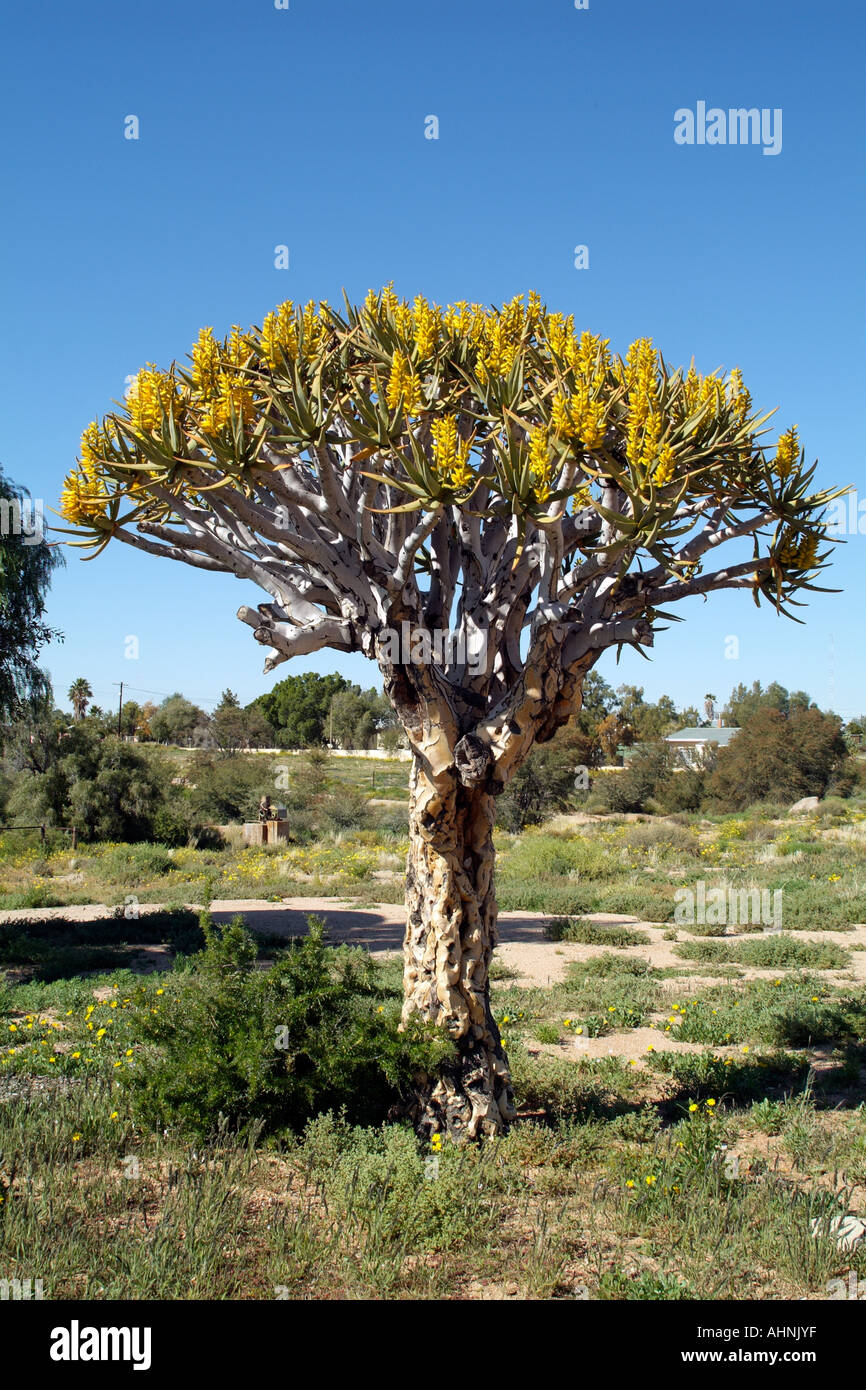 A Kokerboom Quiver tree in bloom. Aloe dichotoma. Northern cape South ...