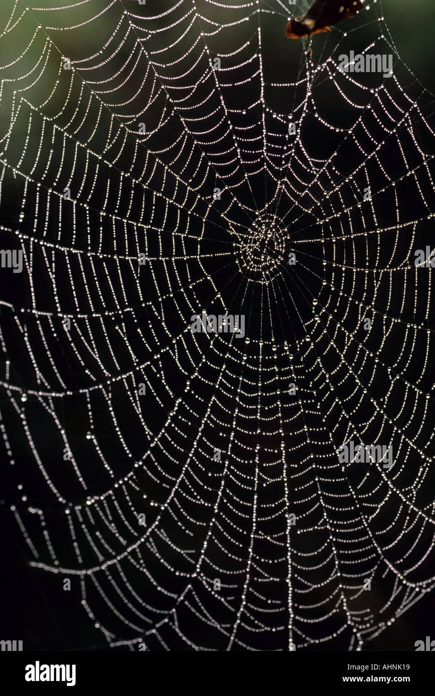 Drops of dew form pearls on a spider web Stock Photo - Alamy