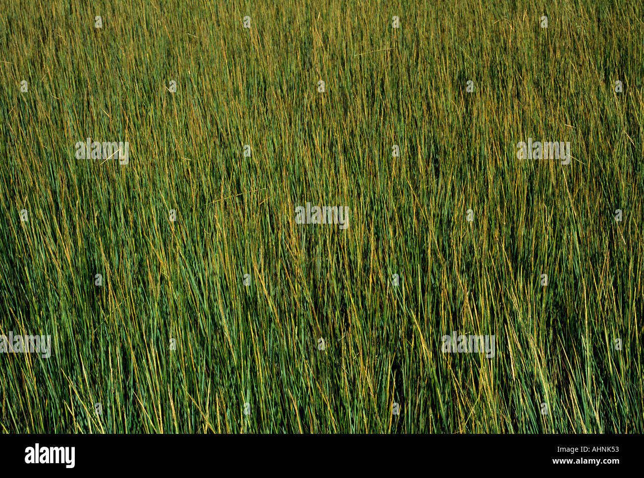 Sweet grass growing in a South Carolina tidal marsh Stock Photo - Alamy