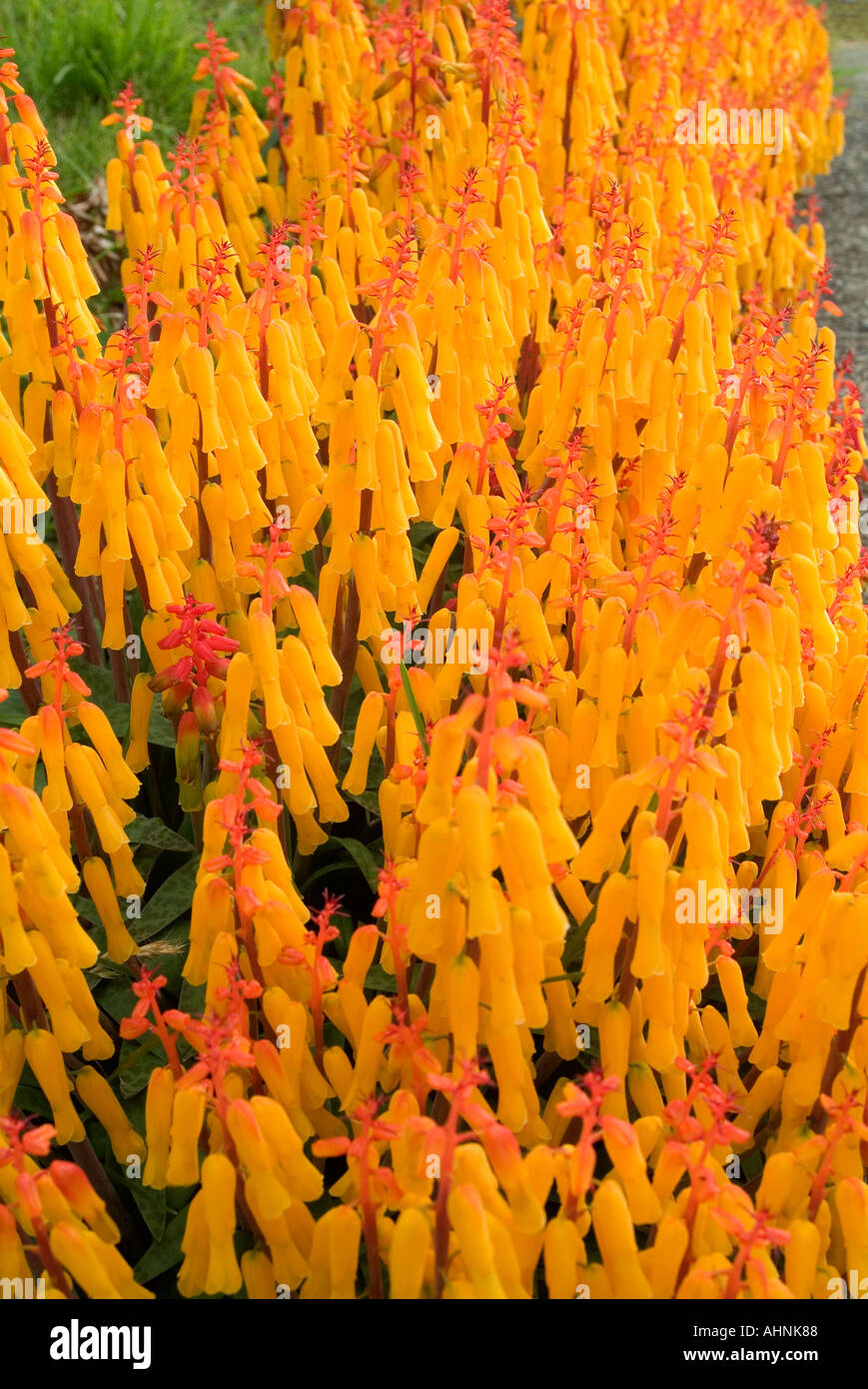 Lachenalia Aloides High Resolution Stock Photography and Images - Alamy