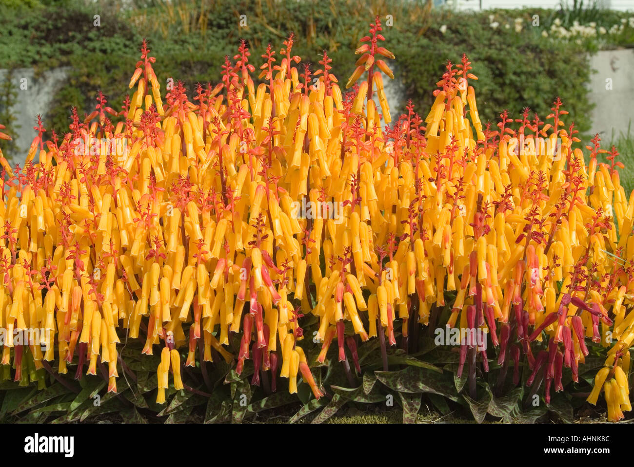 Lachenalia aloides a flowering native plant of South Africa Stock Photo - Alamy