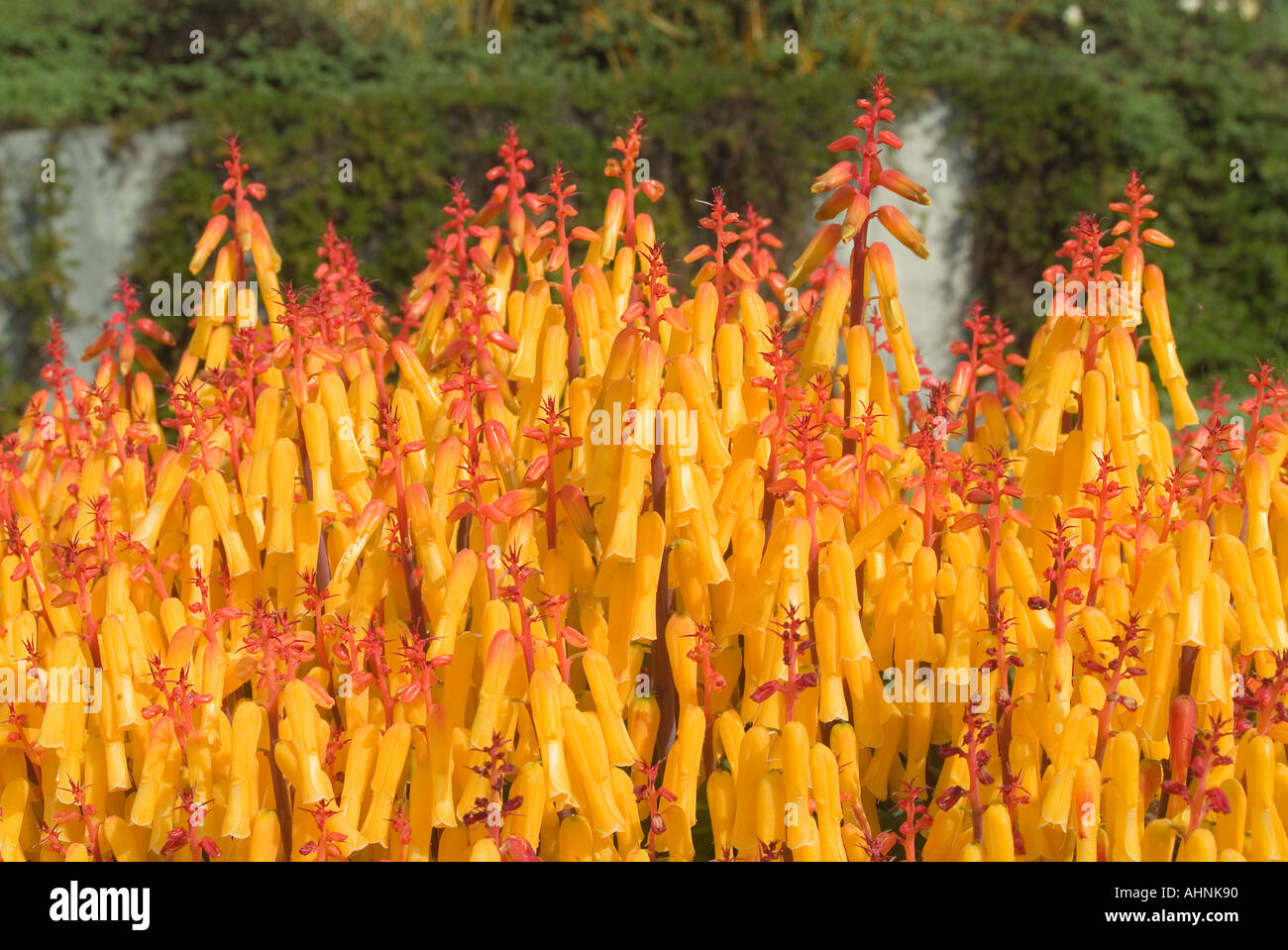 Lachenalia aloides a flowering native plant of South Africa also known as Cape cowslip Stock ...