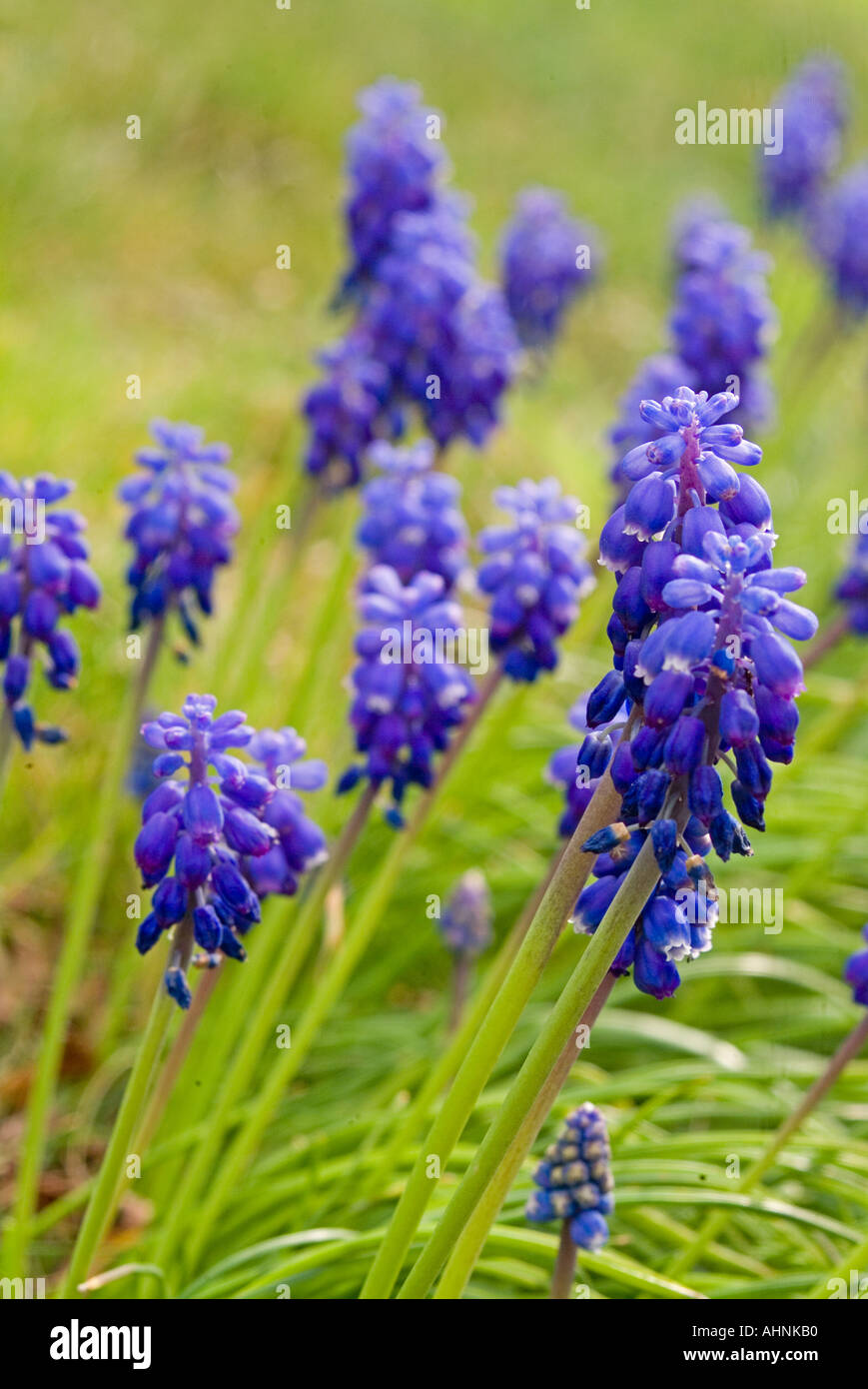 M muscarimi hi-res stock photography and images - Alamy