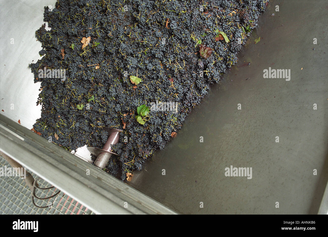 Grapes just brought in from harvest in the grape reception area with an ...