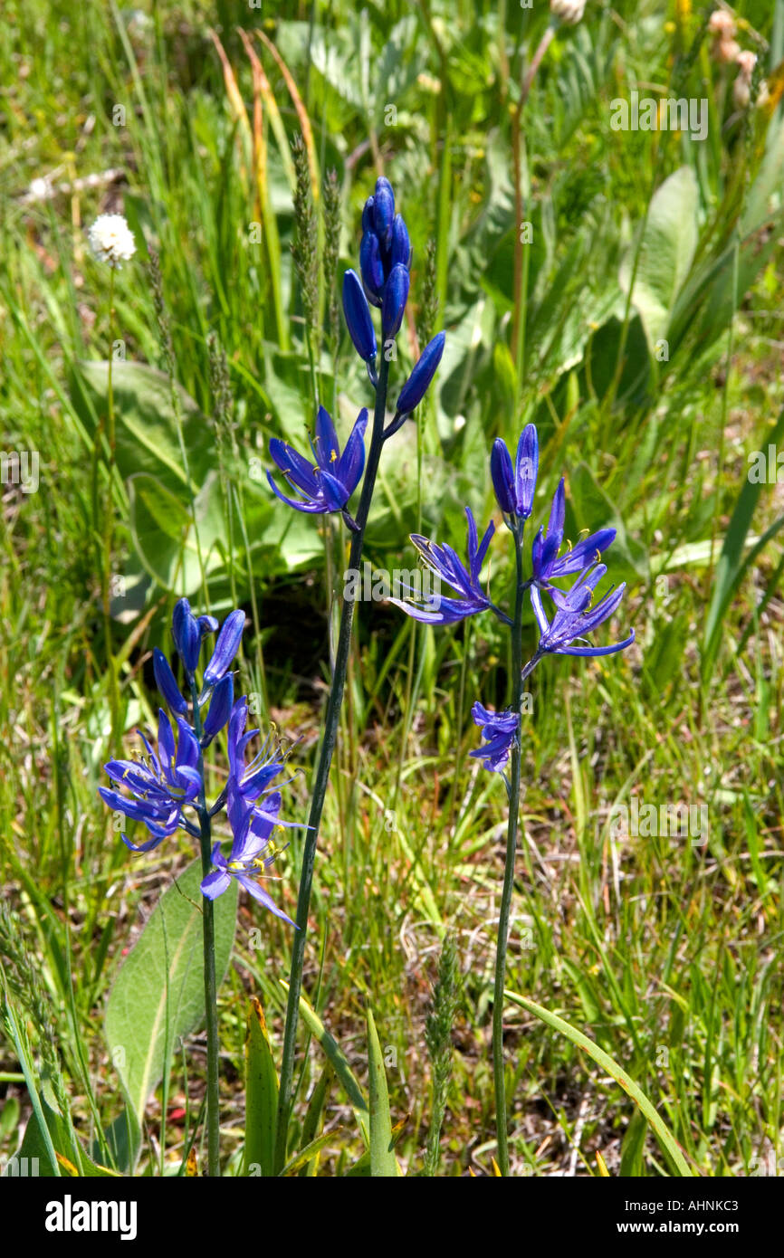 Camas lilies hi-res stock photography and images - Alamy