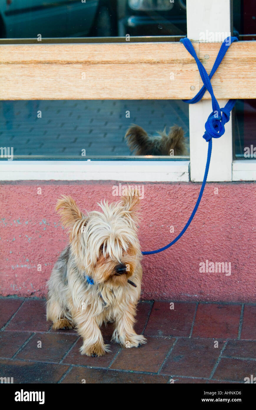 Tethered dogs hi-res stock photography and images - Alamy