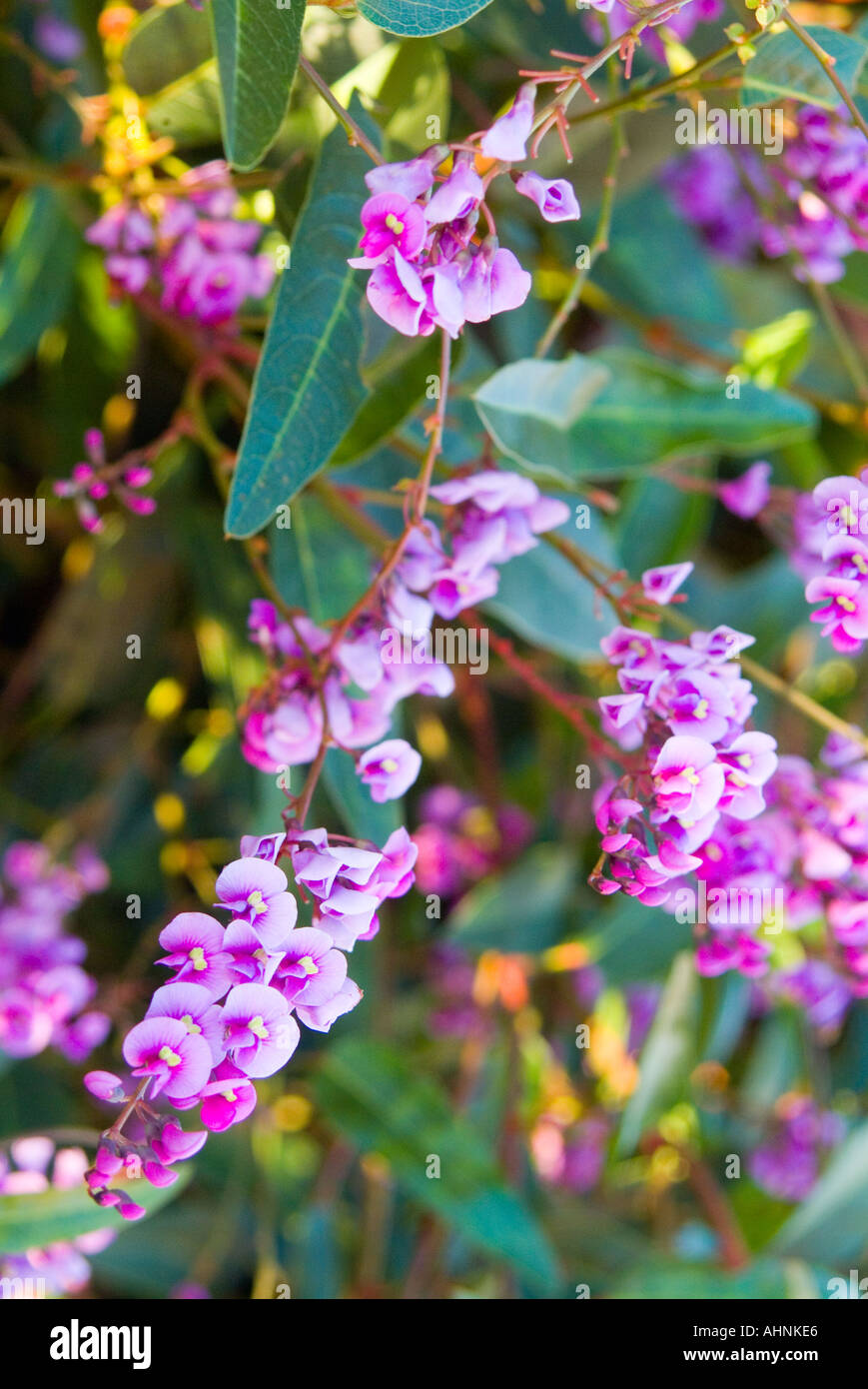 Kennedia hi-res stock photography and images - Alamy