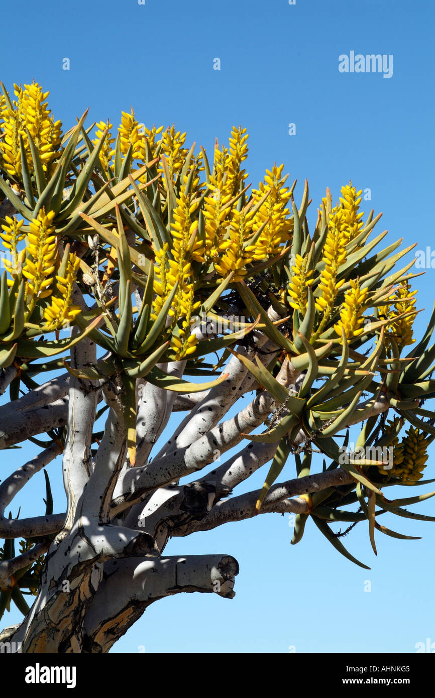 A Kokerboom Quiver tree in bloom. Aloe dichotoma. Northern cape South ...