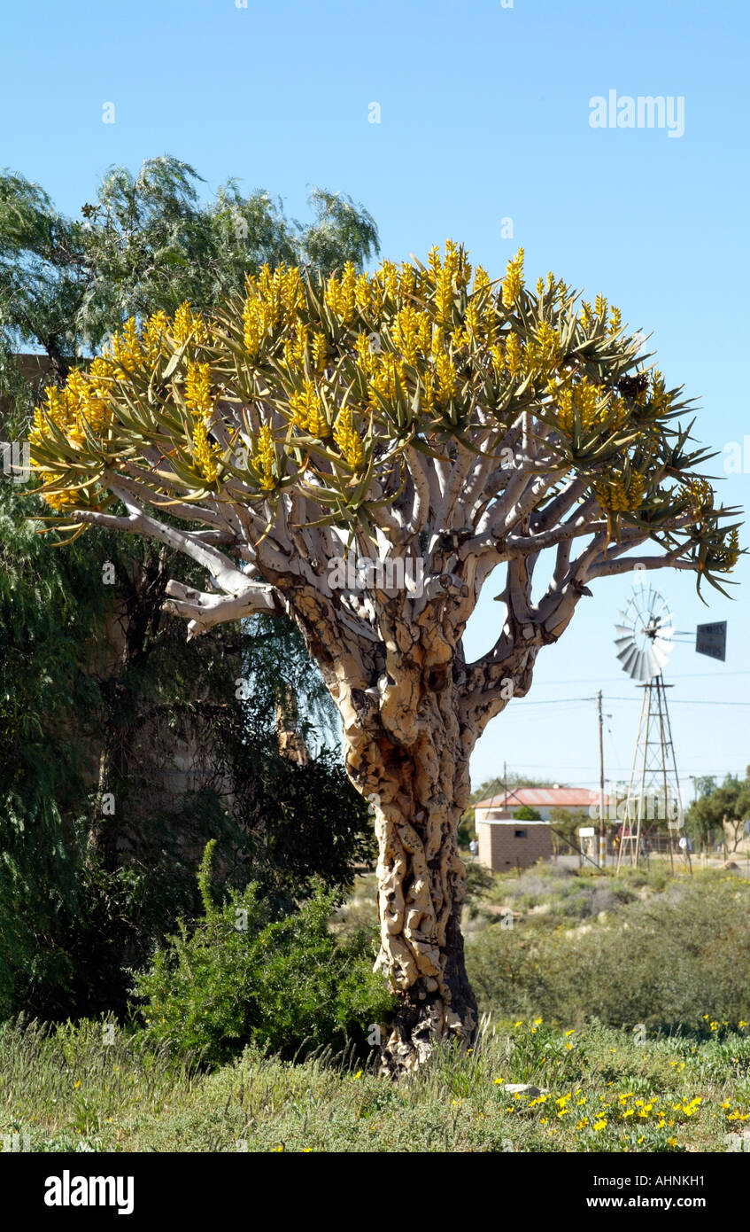A Kokerboom Quiver tree in bloom. Aloe dichotoma. Northern cape South ...