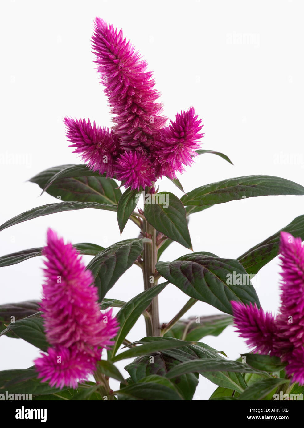 Plume celosia hi-res stock photography and images - Alamy