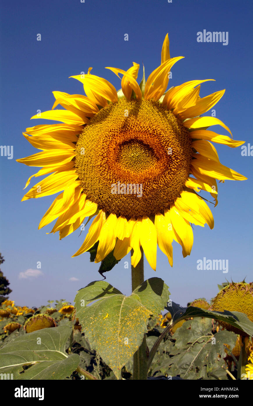 Helianthus botanical art hi-res stock photography and images - Alamy