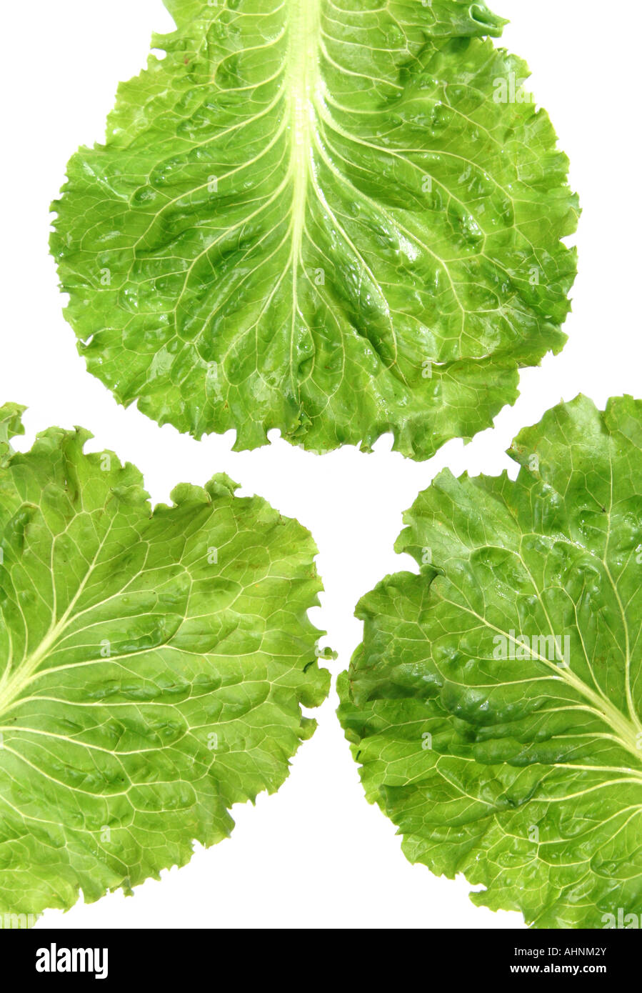 lettuce leaf closeup view isolated on white background Stock Photo - Alamy