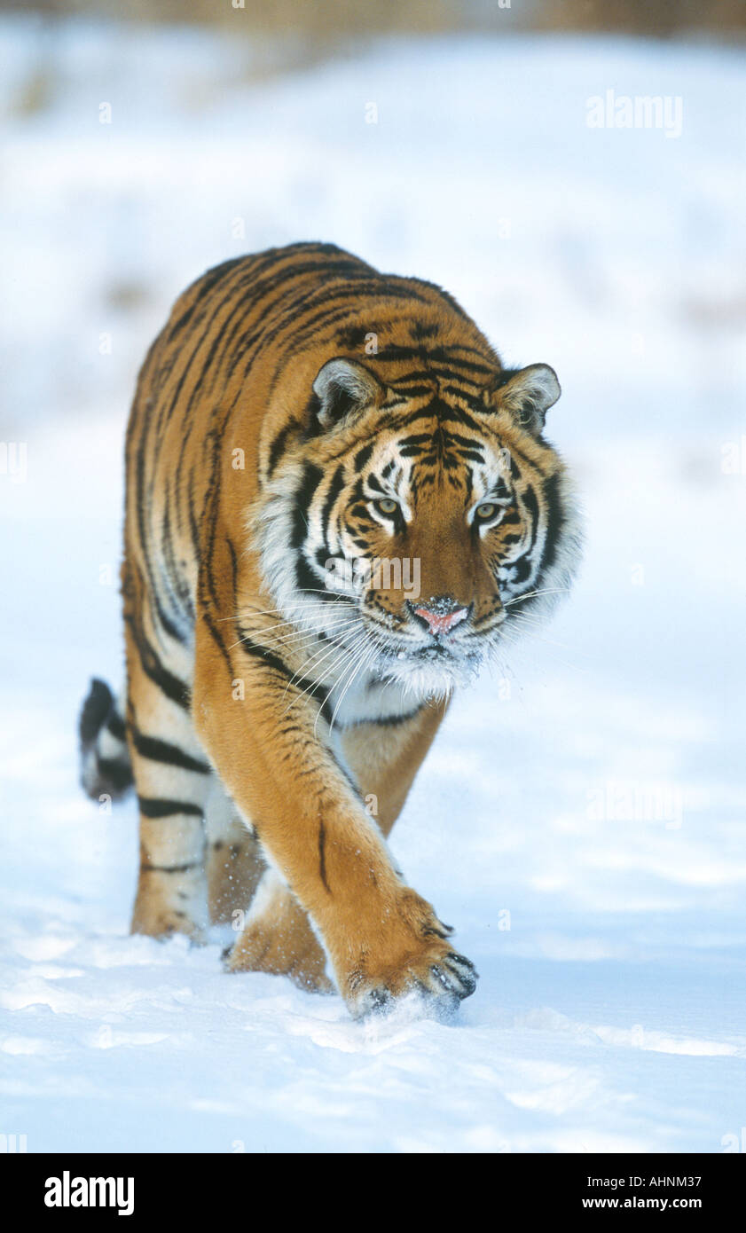 Endangered Siberian tiger in snow Stock Photo - Alamy