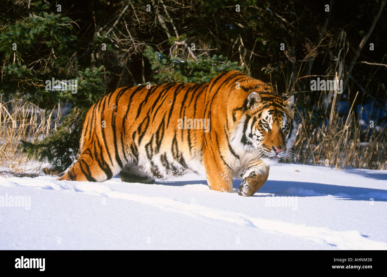 Endangered siberian tiger in snow Stock Photo - Alamy